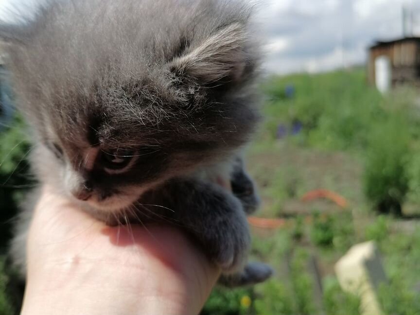 Кошка-Куцехвостая британочка