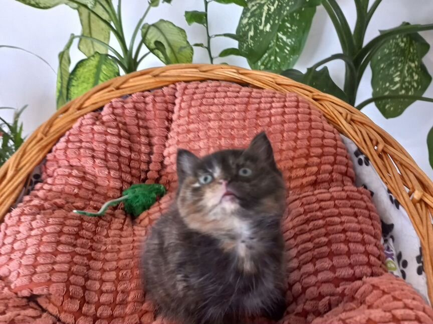 Очаровательные и умные котята