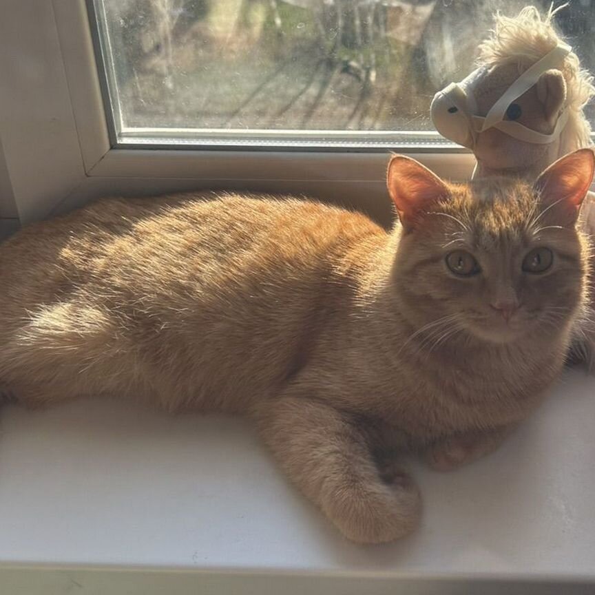 Взрослый кот в добрые руки