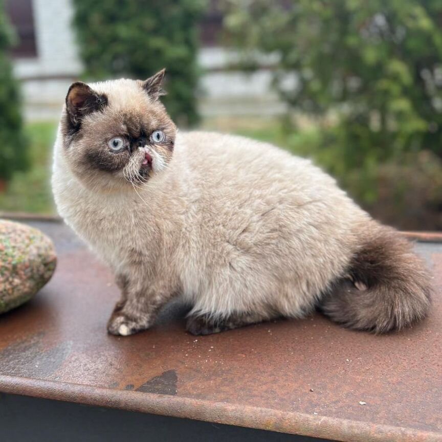 Экзотический короткошёрстный котёнок