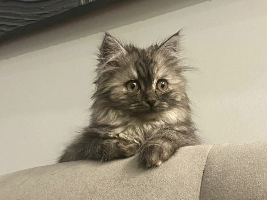 Кошка в дар