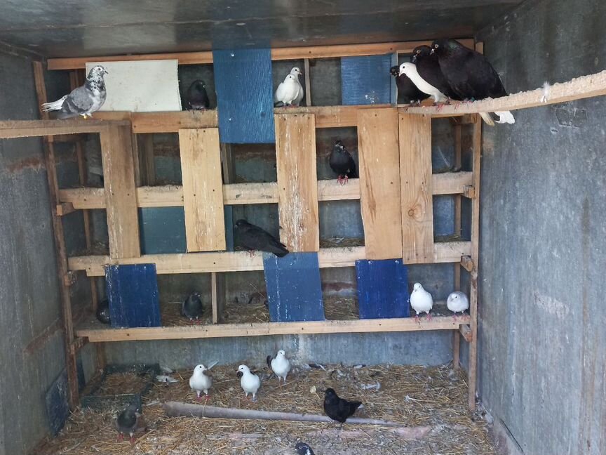 Продажа голубей