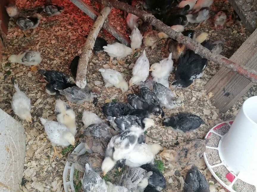 Циплята миксовые