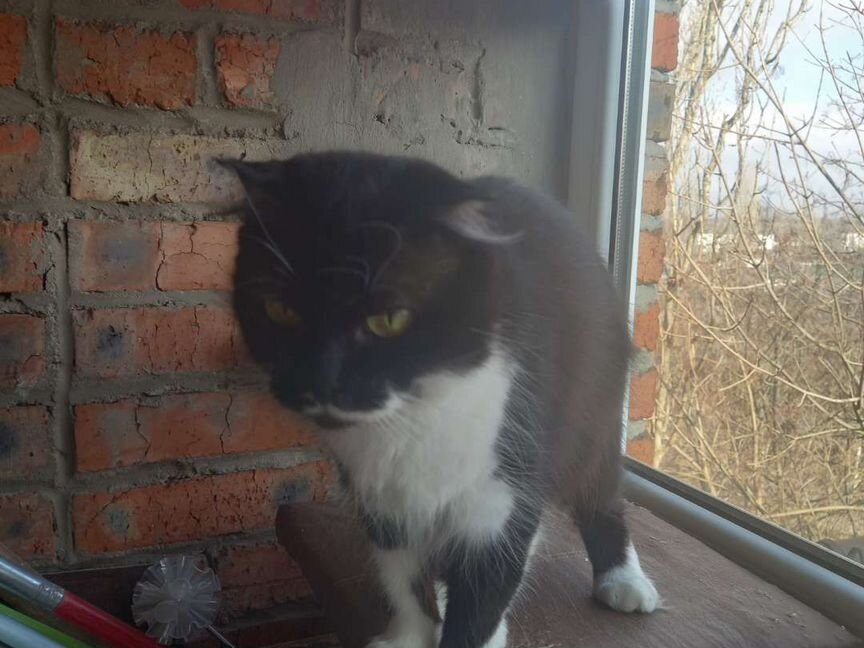Кошки в добрые руки бесплатно