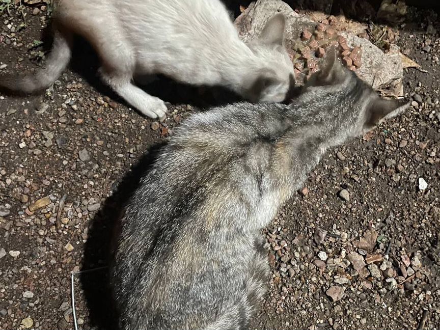 Отдам кошку в добрые руки