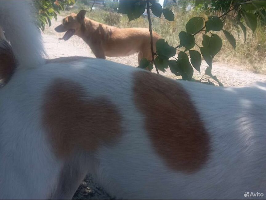 Очаровашка Сильвия с сердечком на боку