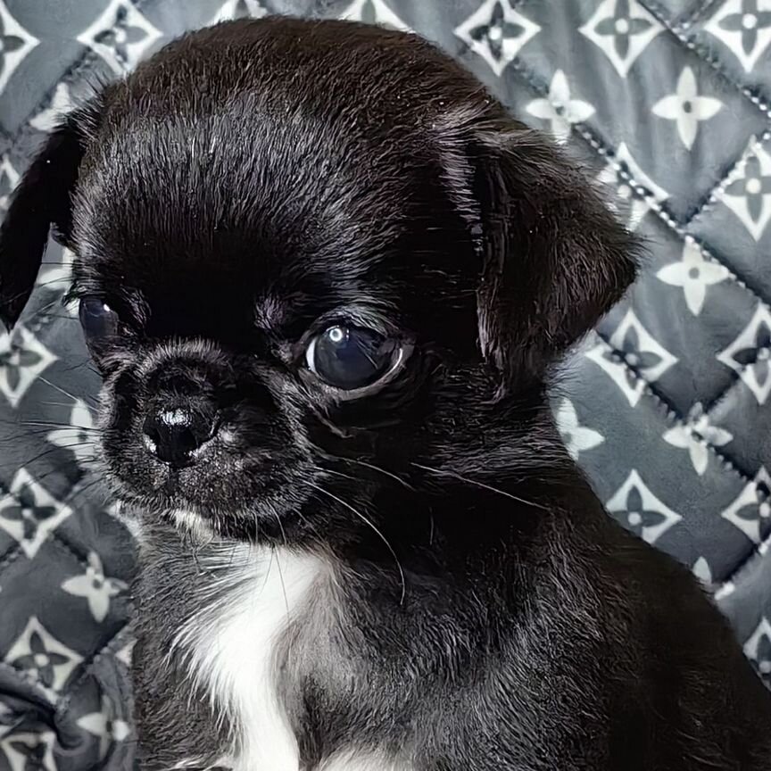 Шикарный малыш чихуахуа