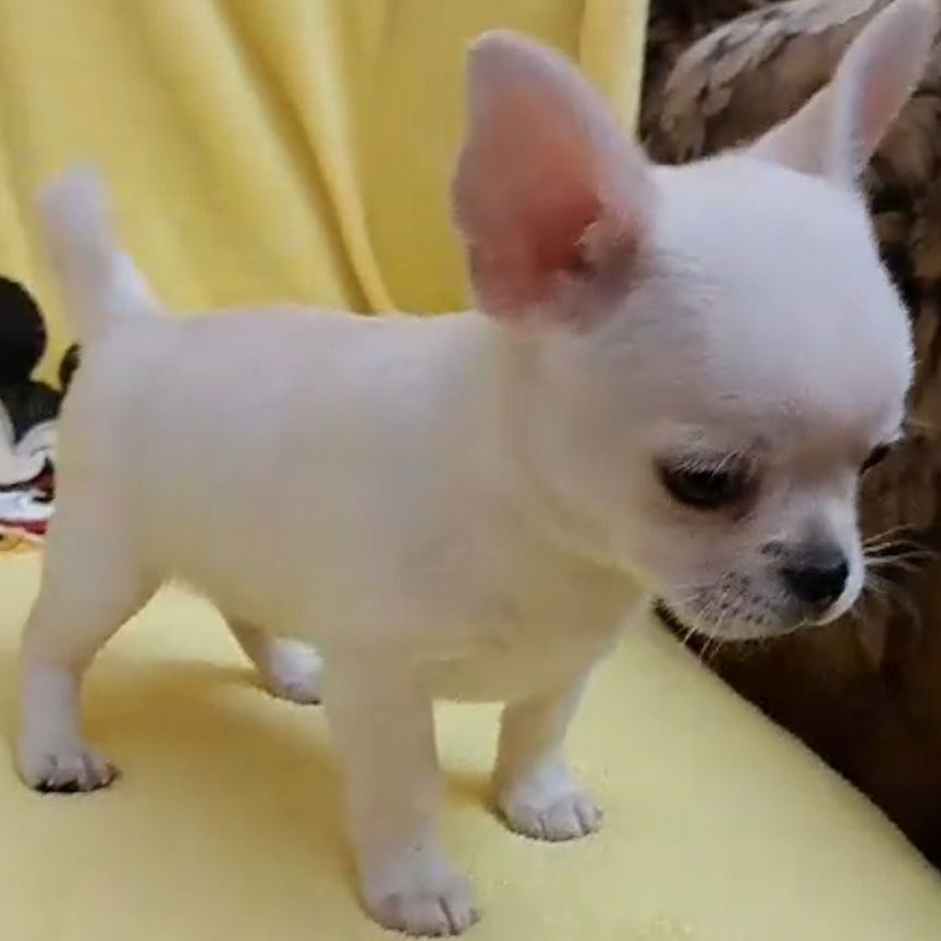 Чихуахуа мальчик и девочка с РКФ И клеймом