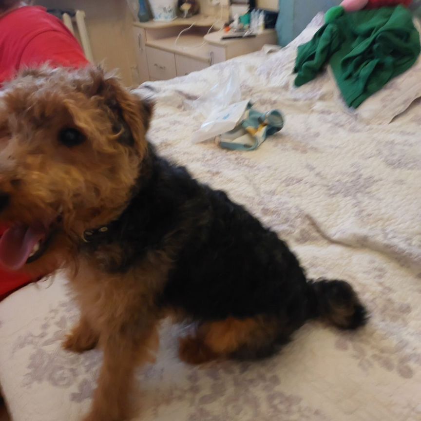 Вельштерьер