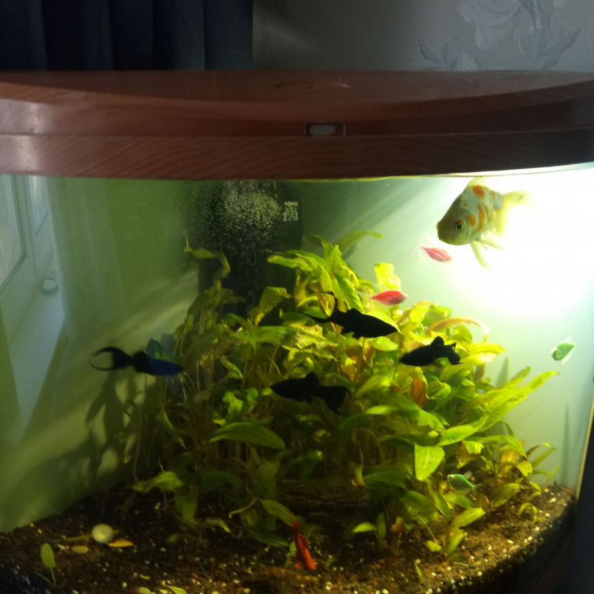 Готовый угловой аквариум с тобой 100литров