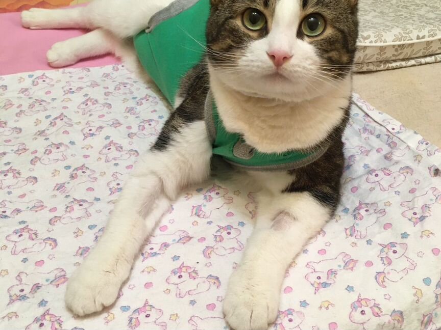 Котик Гоша