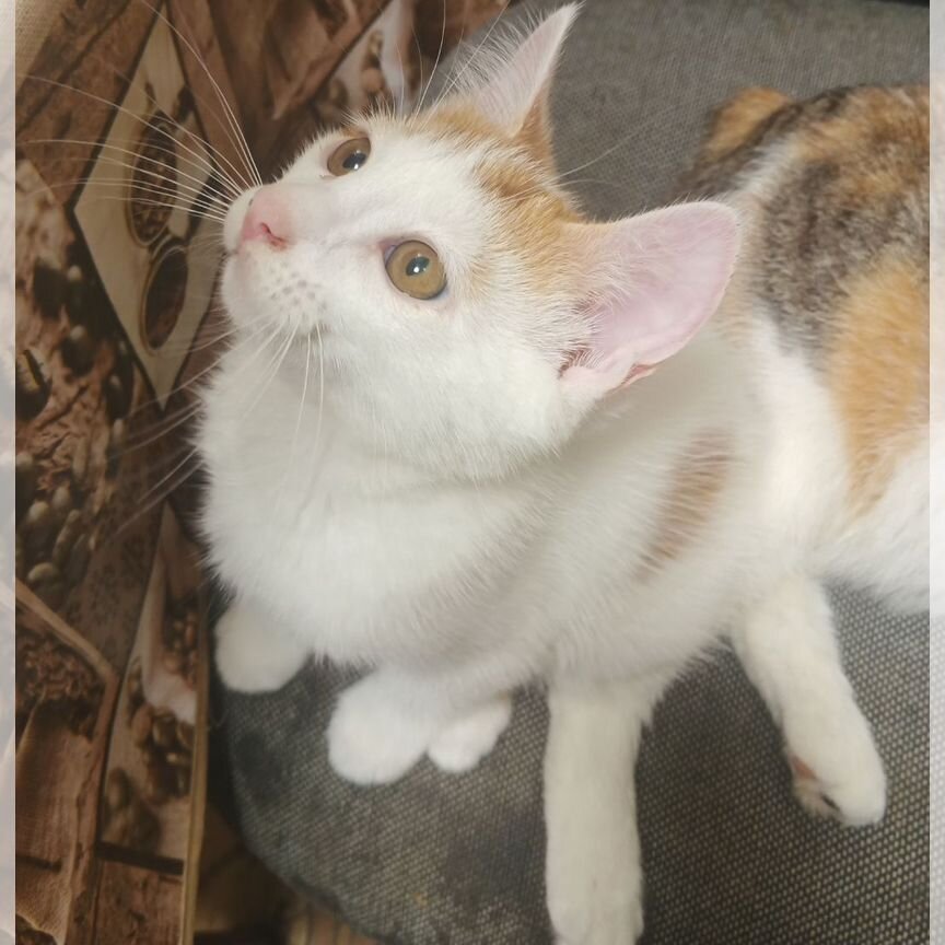 Котенок