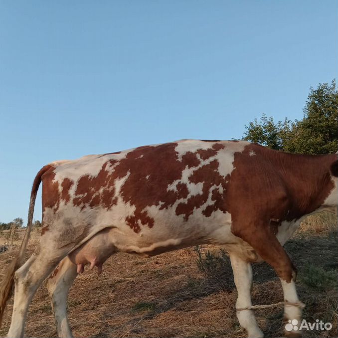 Айширская корова