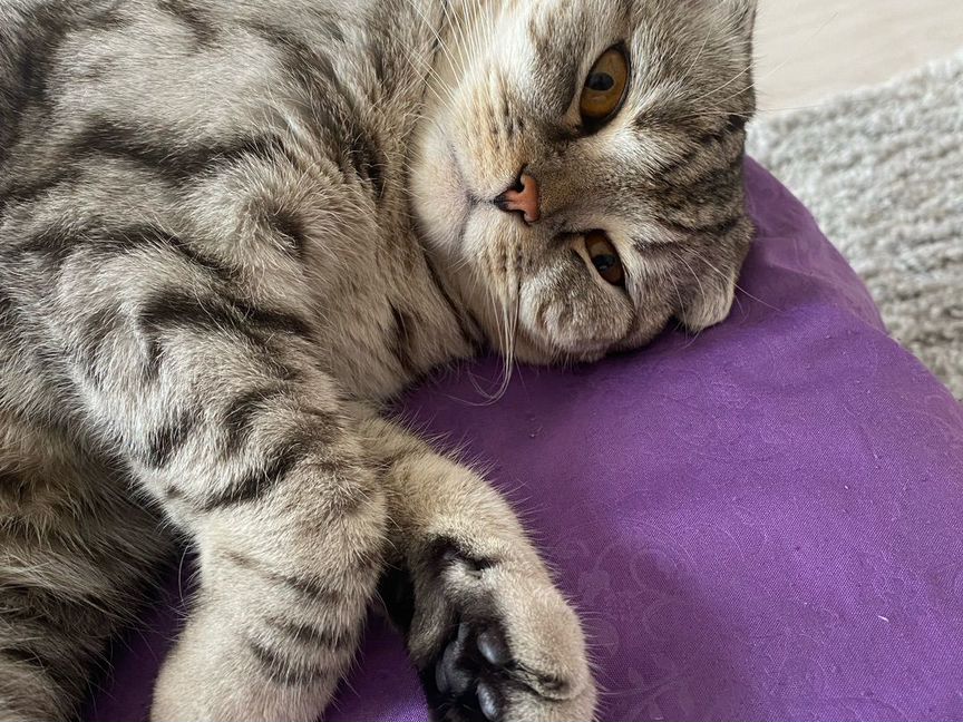 Британские вислоухие котята бесплатно