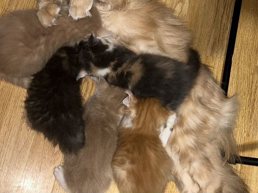 Мейн-кун метис