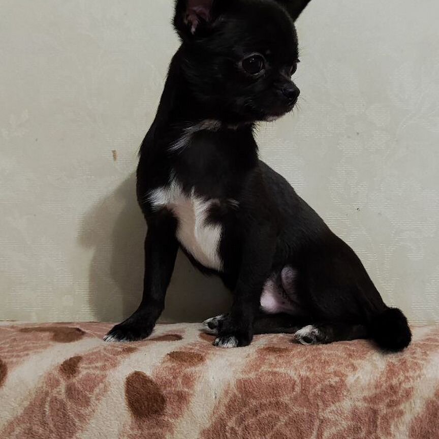 Амулет Солнце Аволона