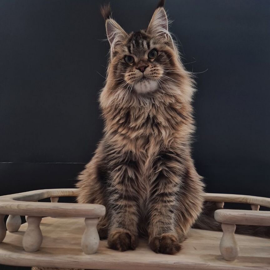 Мейн-кун котёнок