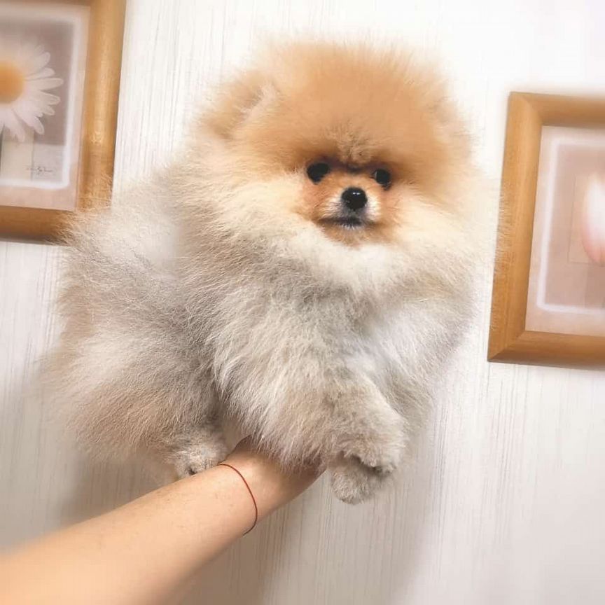 Щенки шпица мини мишка