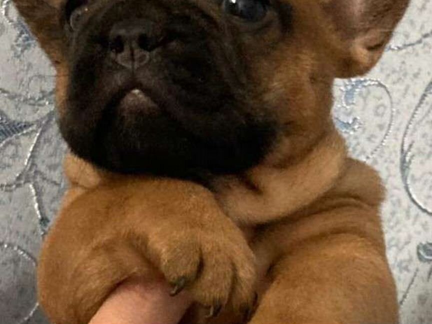 Французский бульдог щенки