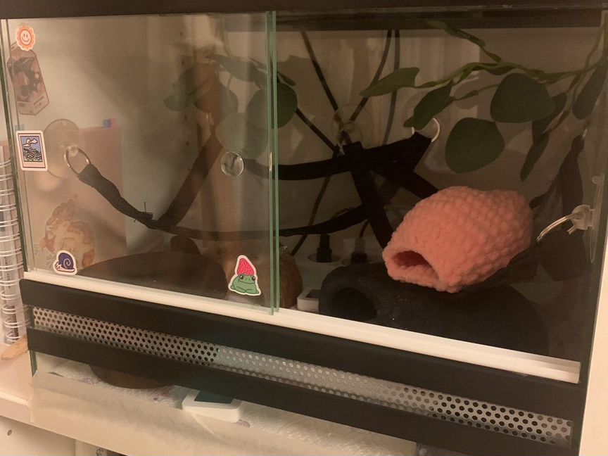 Полный набор для содержания эублефара