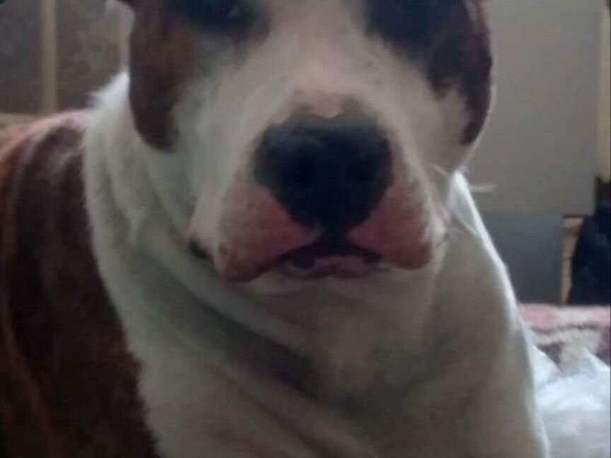 Стаффордширский терьер мальчик ищет подругу