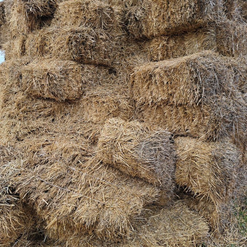 Солома пшеничная в тюках