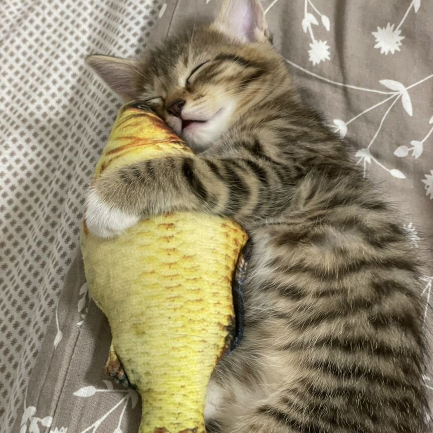 Котенок девочка