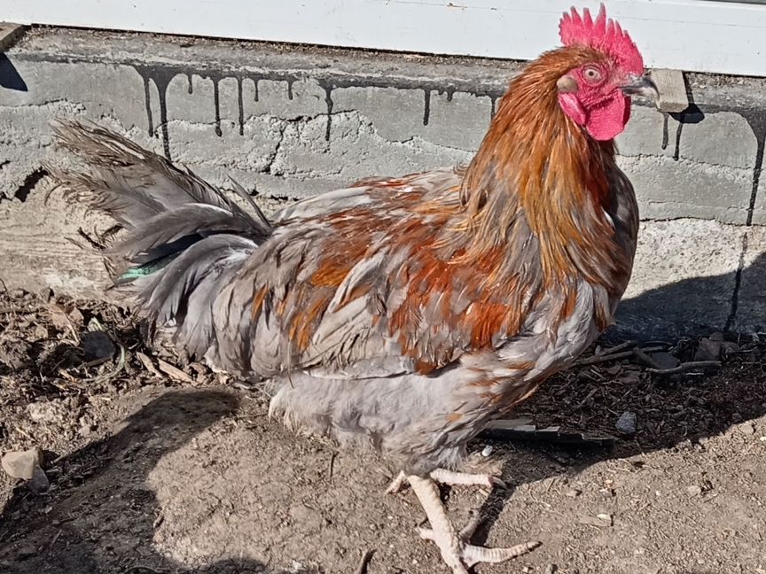 Петуха обменяю на несушку