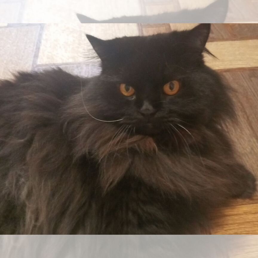 Отдадим кота в добрые руки