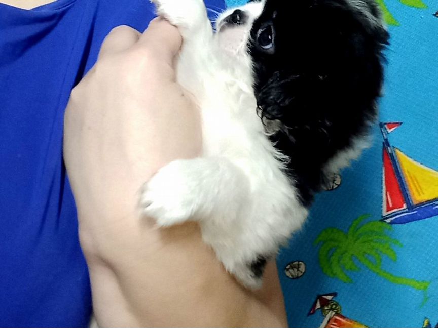 Щенки японского хина