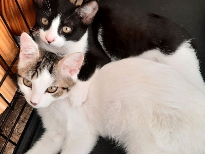 Их нельзя разлучать