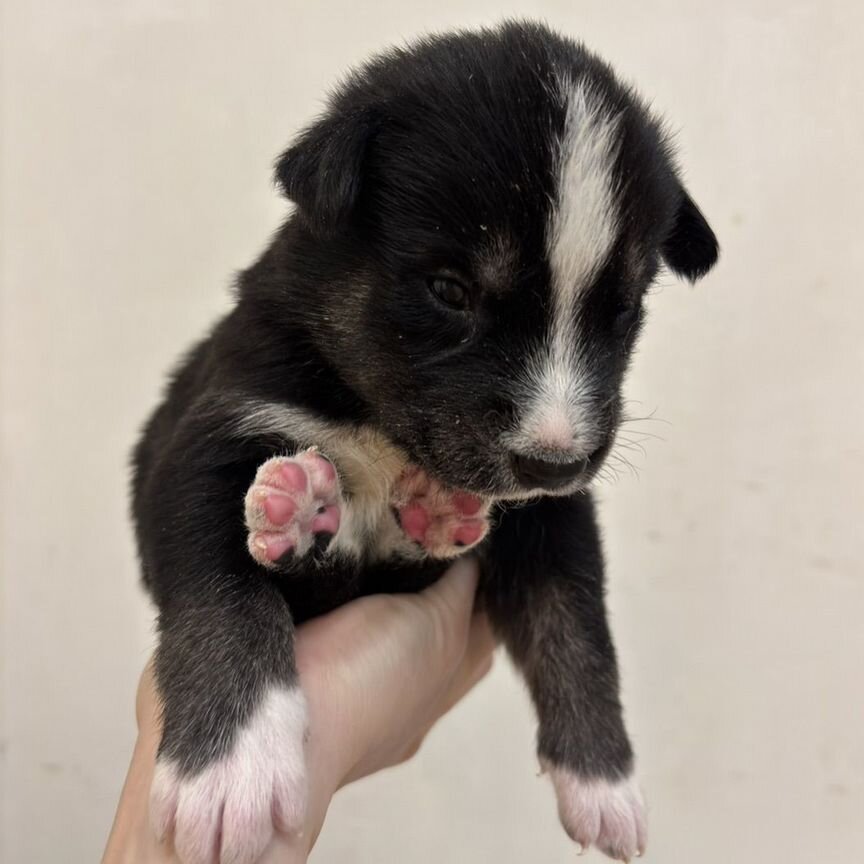 Сибирский хаски, щенок