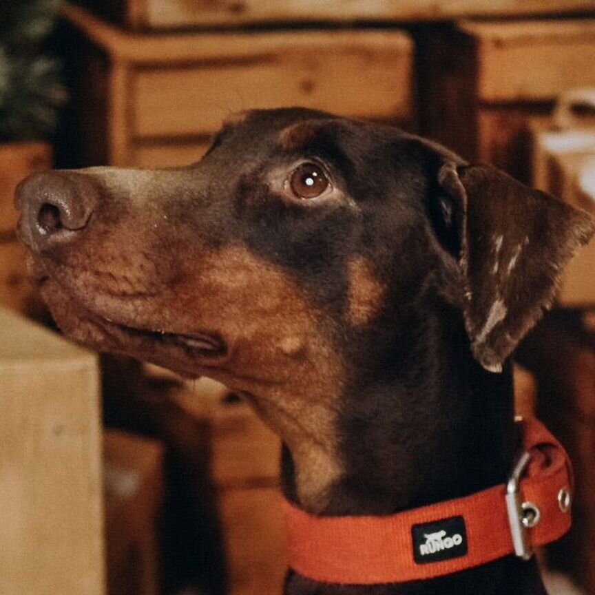 Доберман, взрослая собака