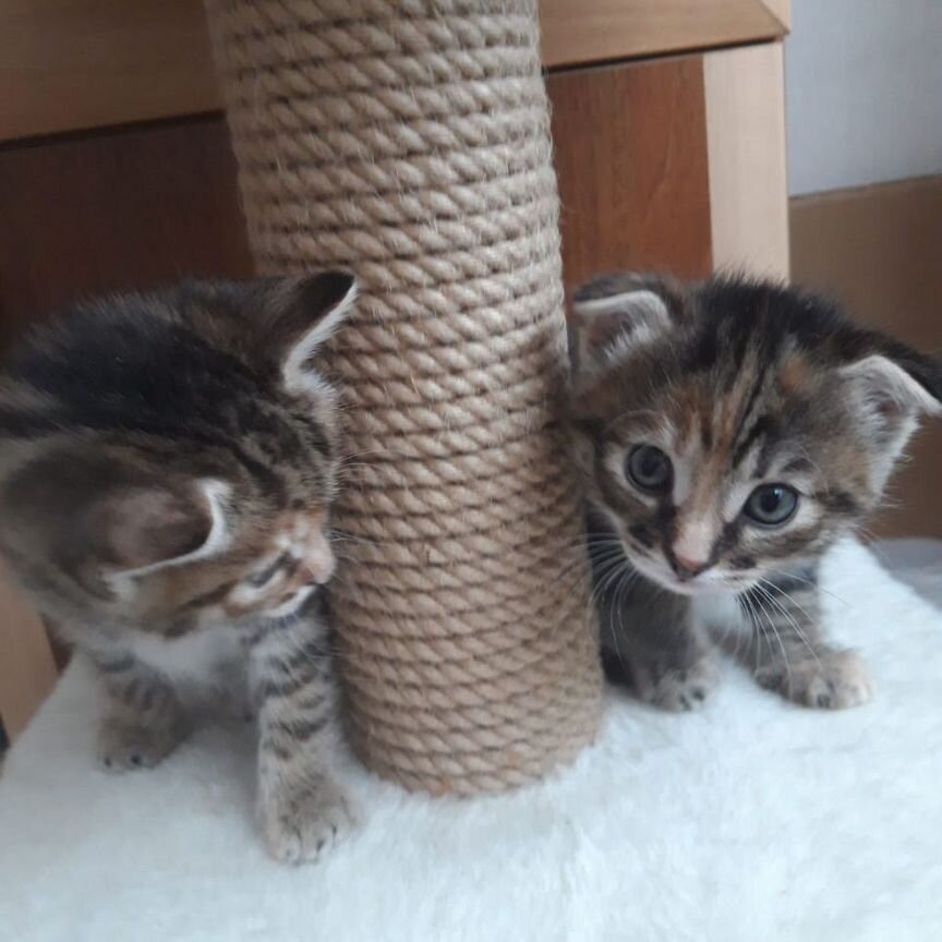 Две кошечки