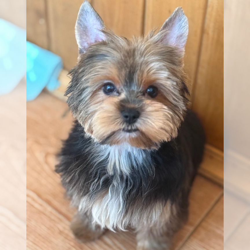 Йоркширский терьер, щенок