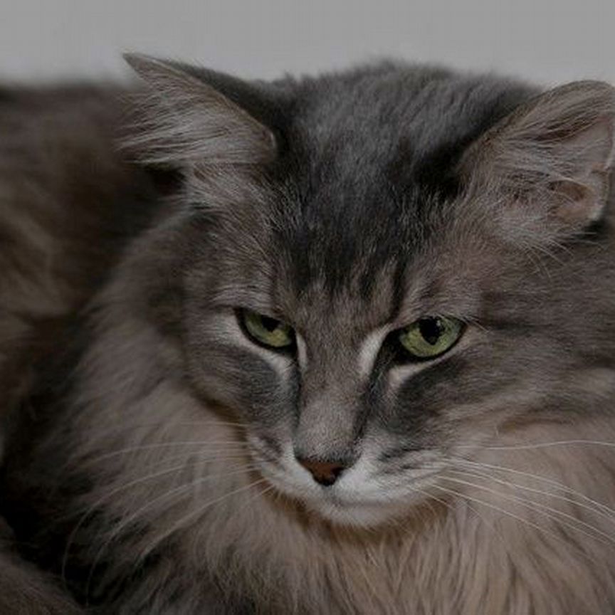 Котик Котиша в добрые руки