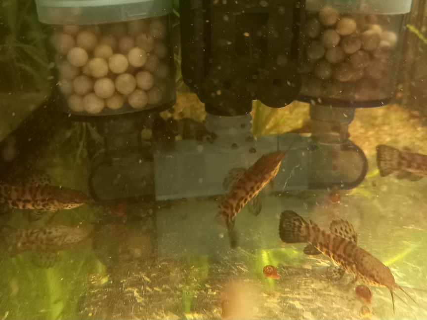 Сомики Таракатумы