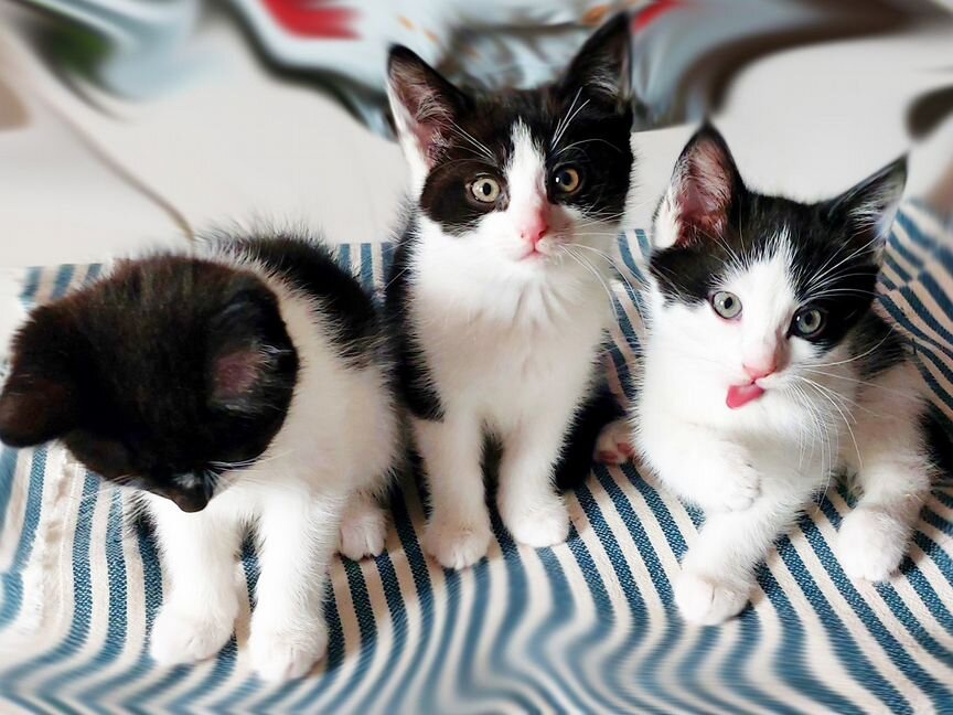 Котята от домашней кошки в добрые руки