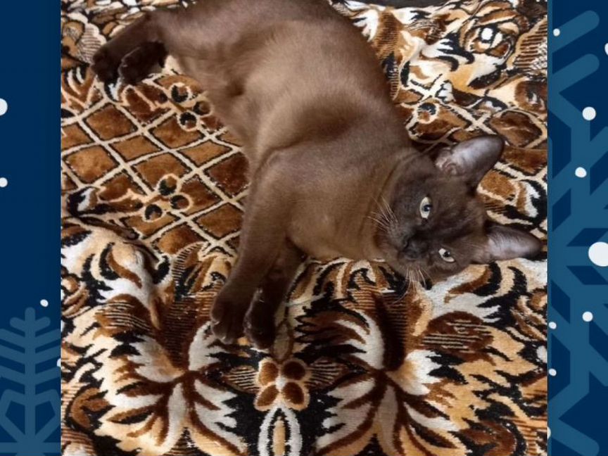 Услуги кота бурмы