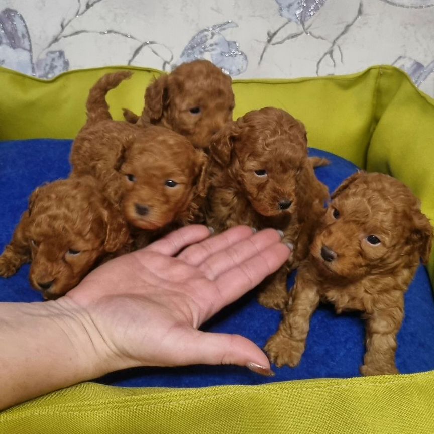 Той-пудель, щенок