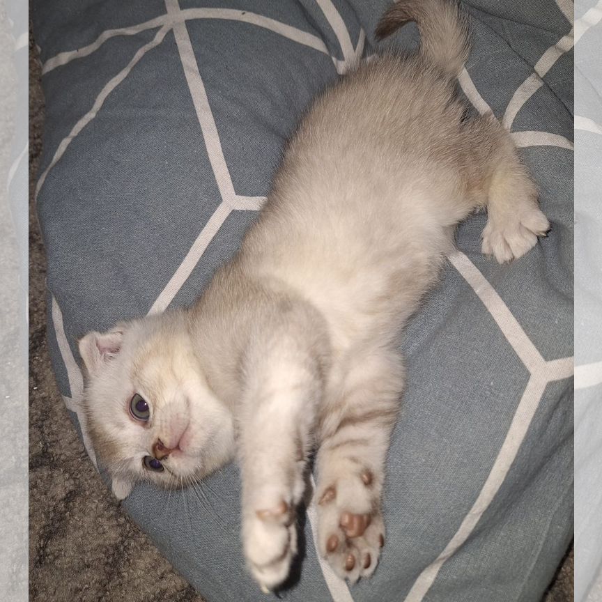 Шотландский вислоухий короткошёрстный котёнок