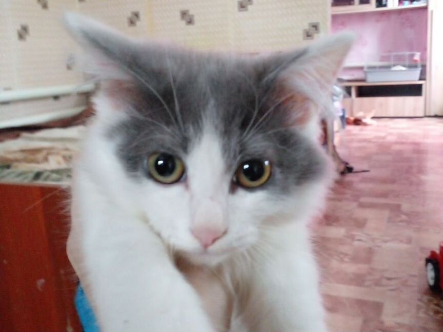 Кошка