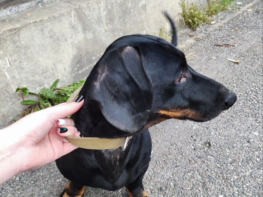 Такса потеряшка