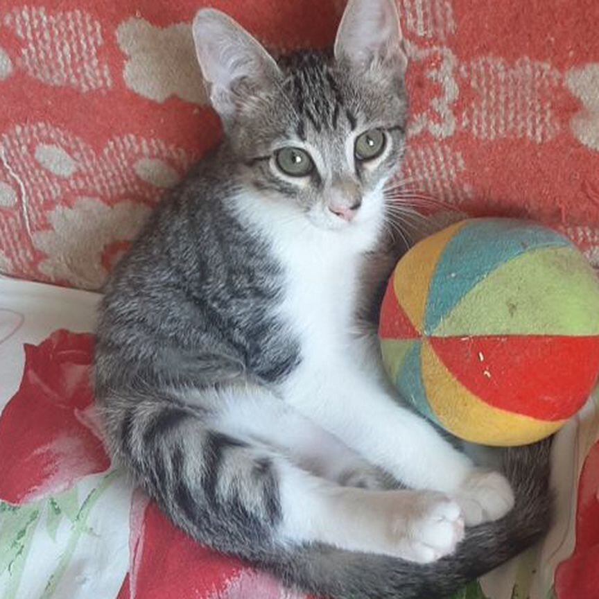 Котята кот и кошечка - в добрые руки