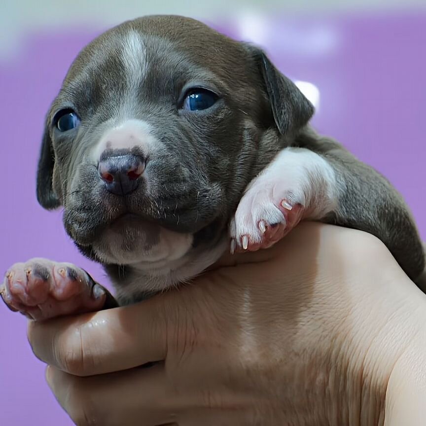 Американский стаффордширский терьер, щенок