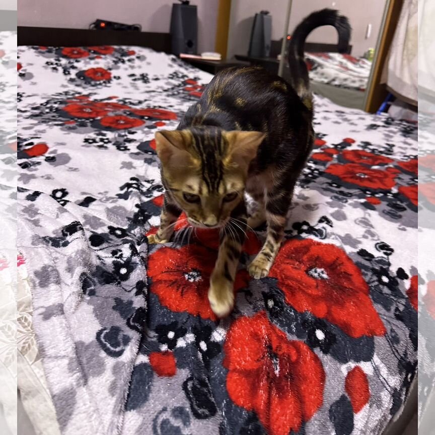 Бенгальская кошка