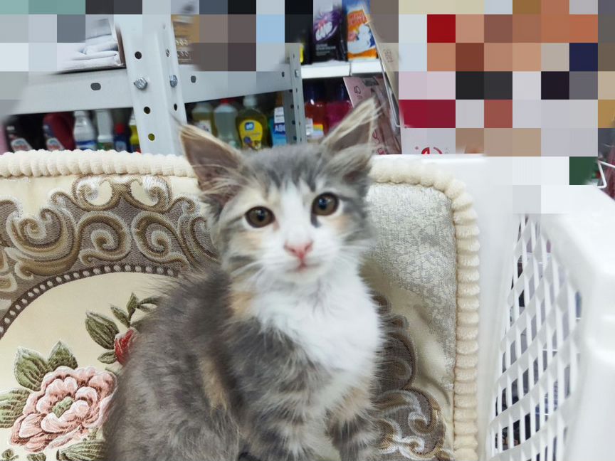 Кошка