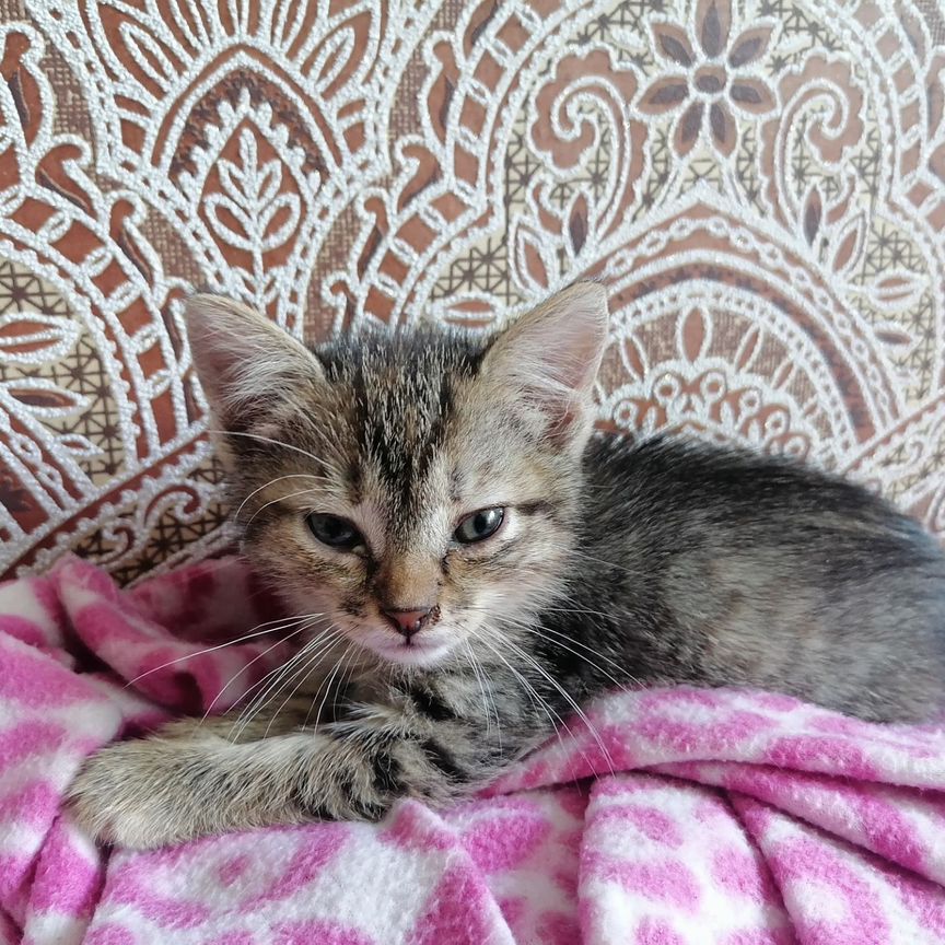 Одам котёнка в добрые руки