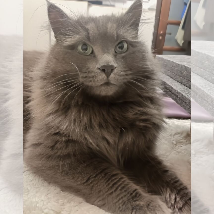 Нибелунг, взрослый кот