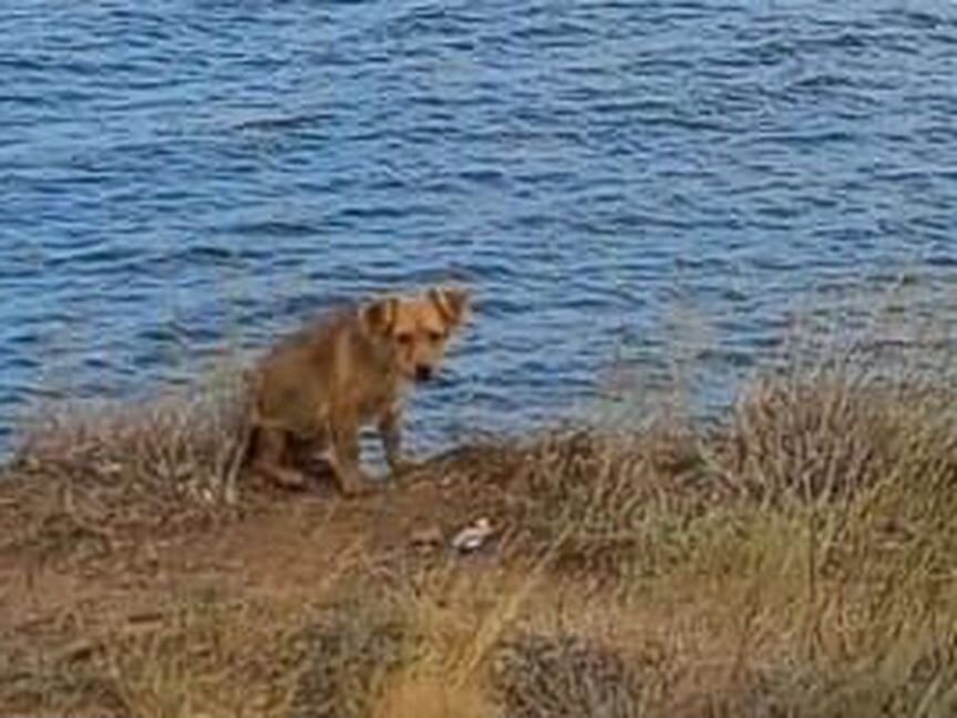 Отдают собачку маленькую